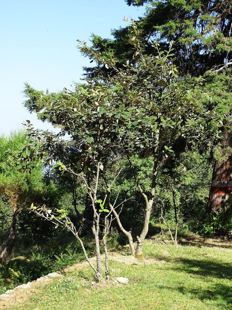 Destined to Encounter Quercus lanata | International Oak Society