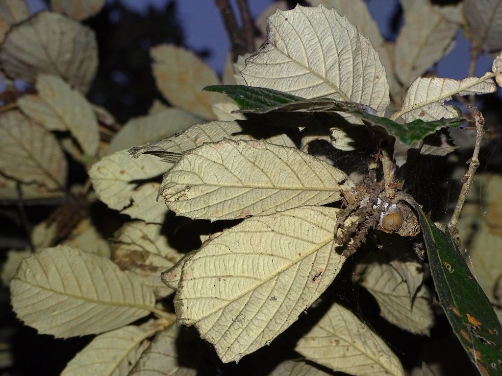 Destined to Encounter Quercus lanata | International Oak Society