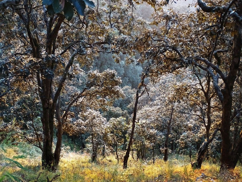 Destined to Encounter Quercus lanata | International Oak Society