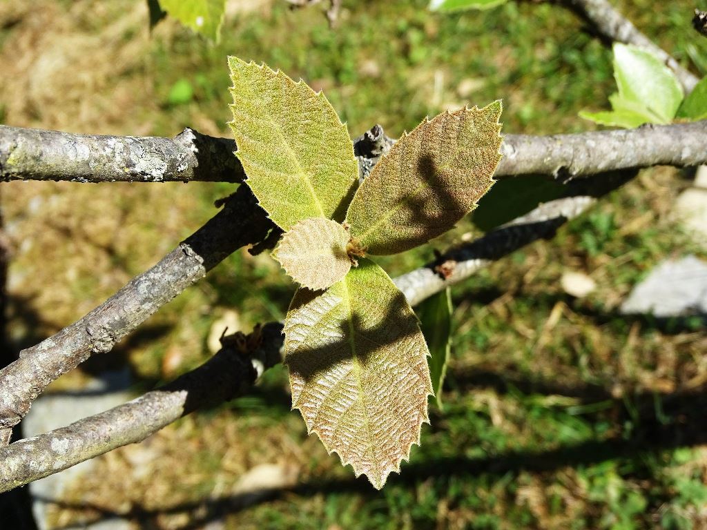 Destined to Encounter Quercus lanata | International Oak Society