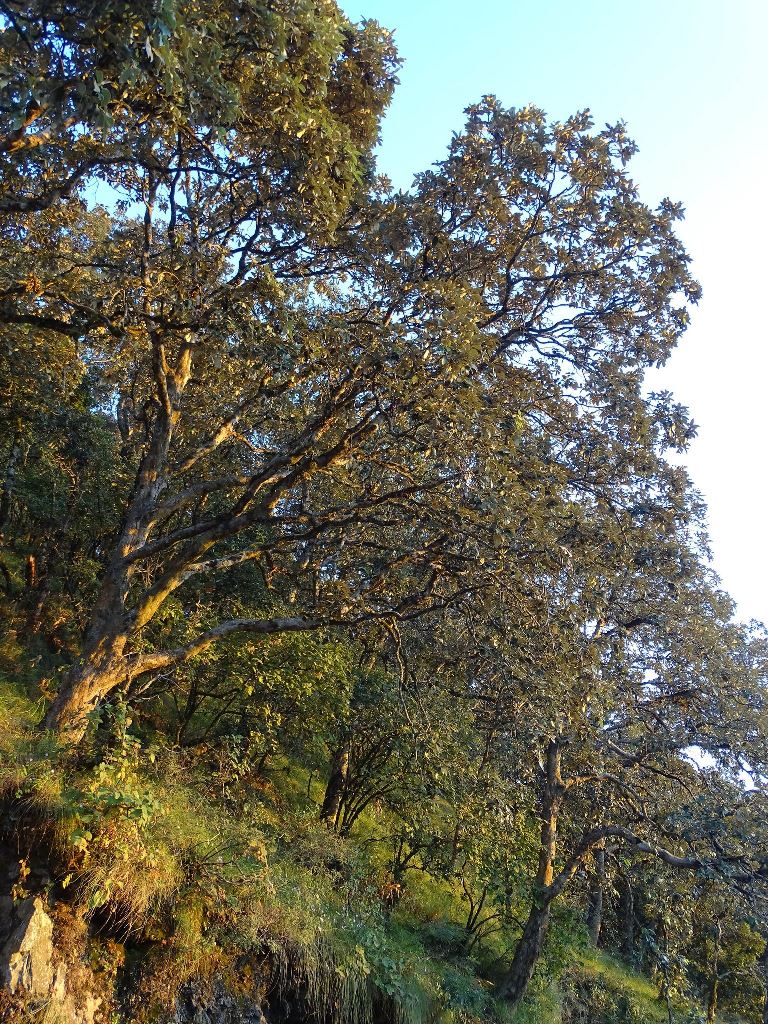 Destined to Encounter Quercus lanata | International Oak Society
