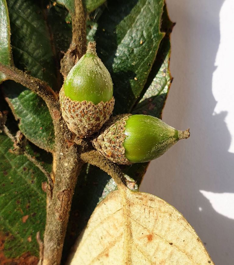 Destined to Encounter Quercus lanata | International Oak Society