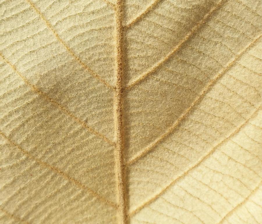 Destined to Encounter Quercus lanata | International Oak Society
