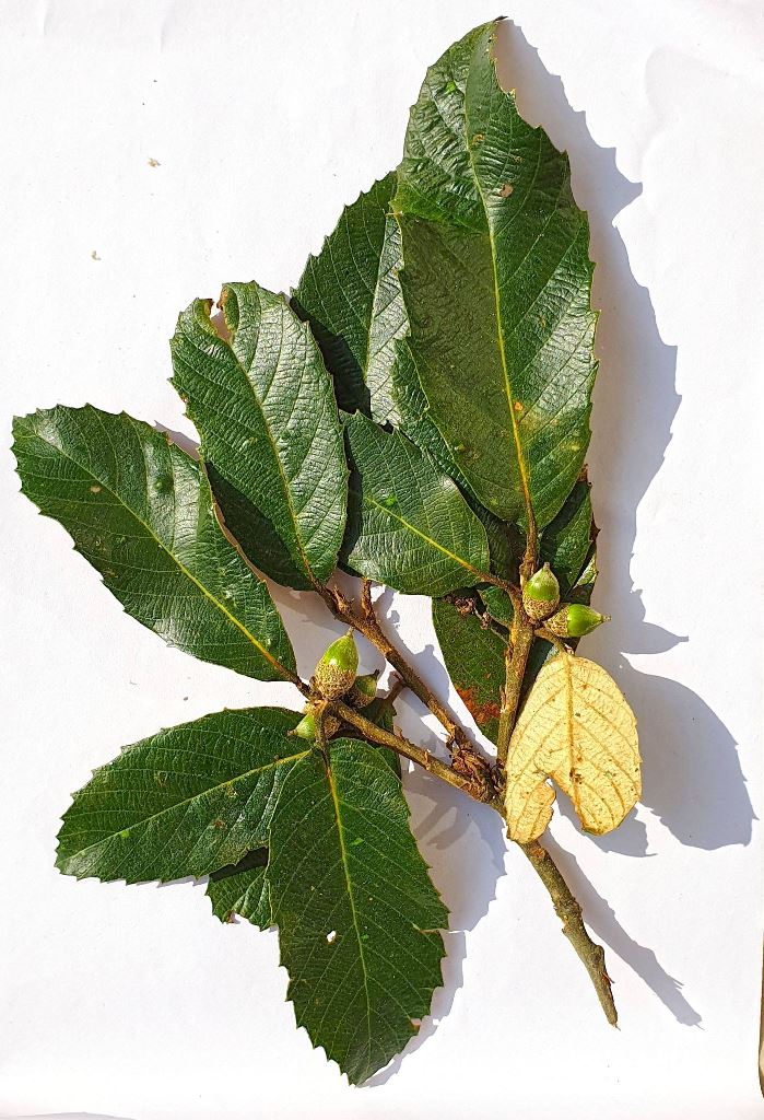 Destined to Encounter Quercus lanata | International Oak Society