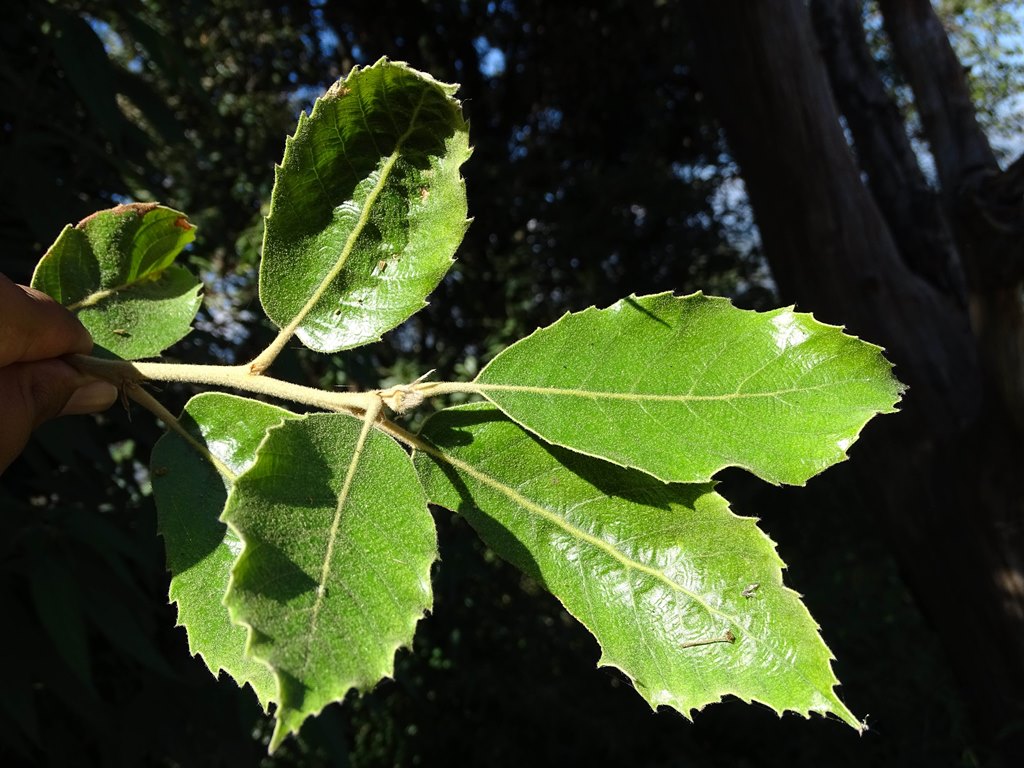 Destined to Encounter Quercus lanata | International Oak Society