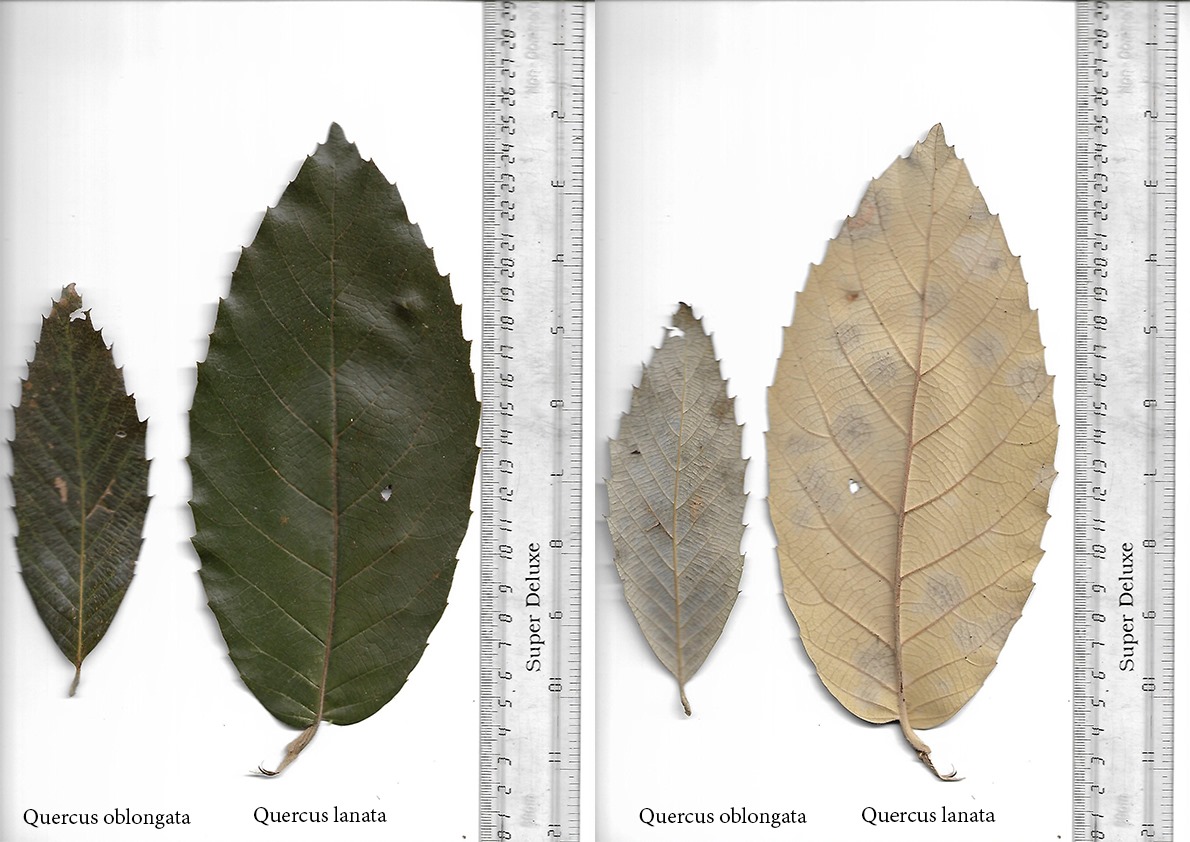 Destined to Encounter Quercus lanata | International Oak Society
