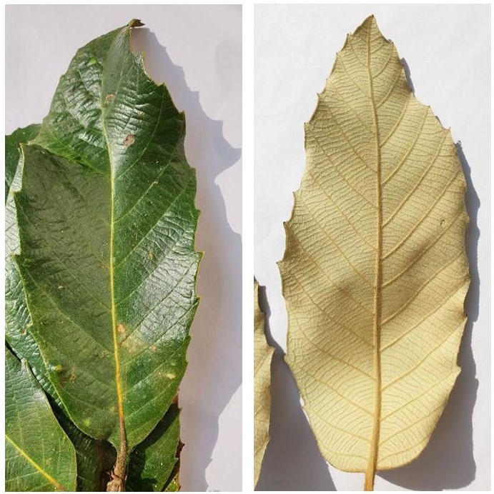 Destined to Encounter Quercus lanata | International Oak Society
