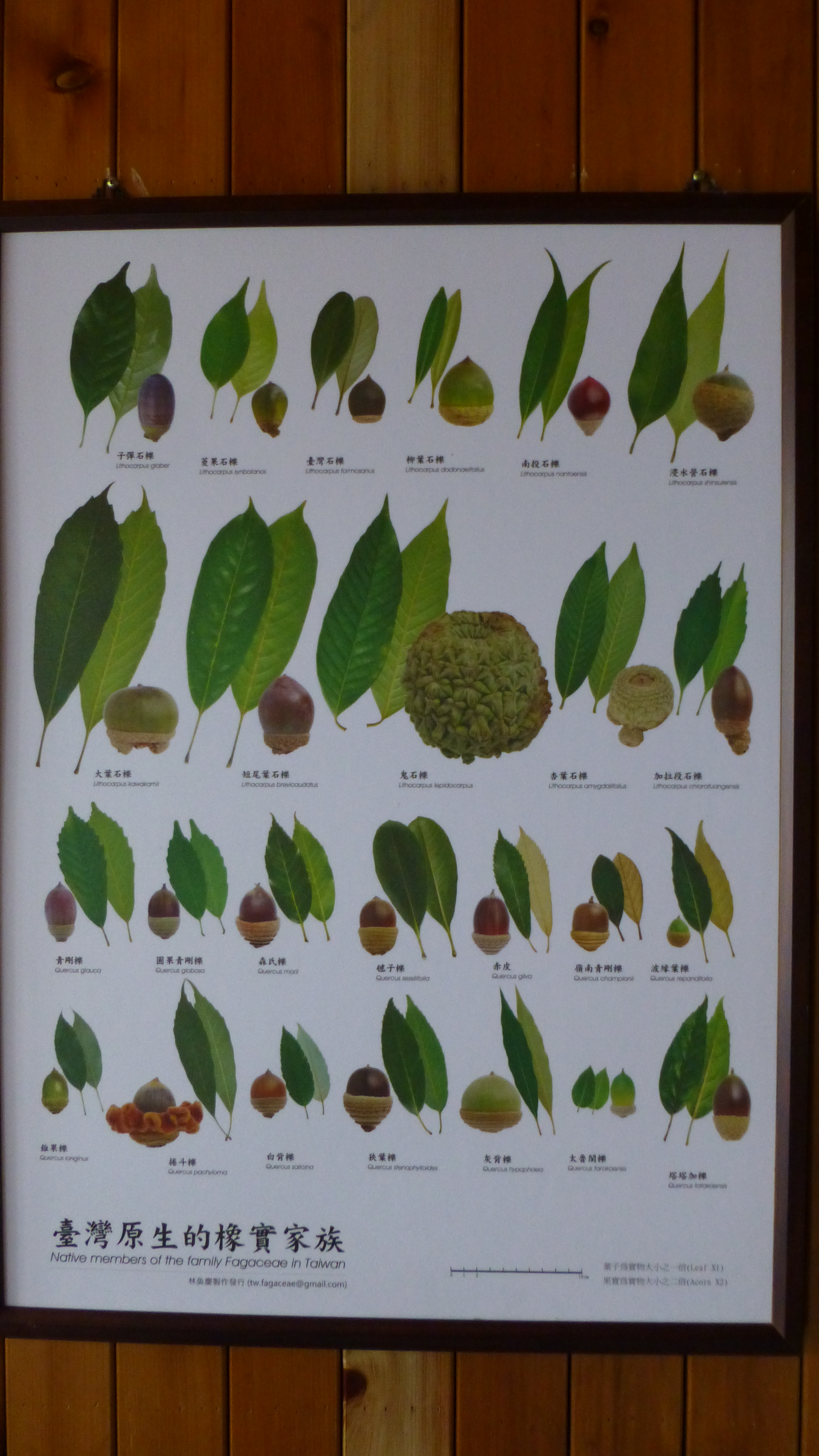 Taiwan Proud of its Oaks! | International Oak Society