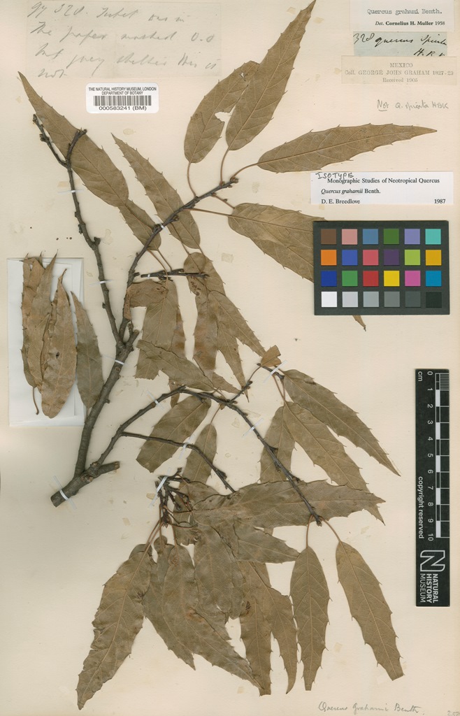 Desperately Seeking Graham | International Oak Society