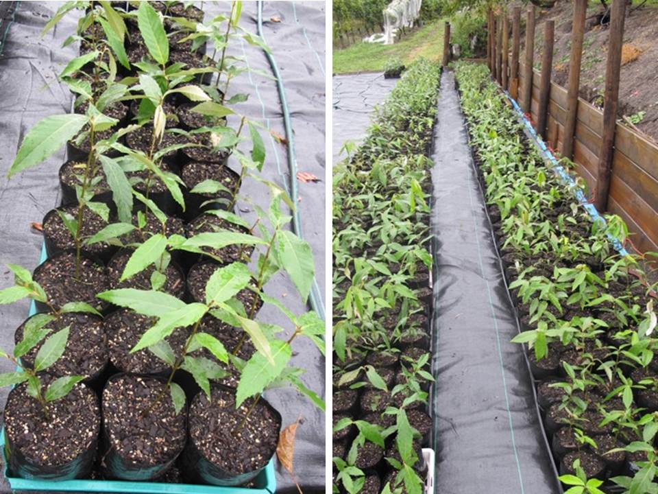 The Himalayan Oak Trust | International Oak Society