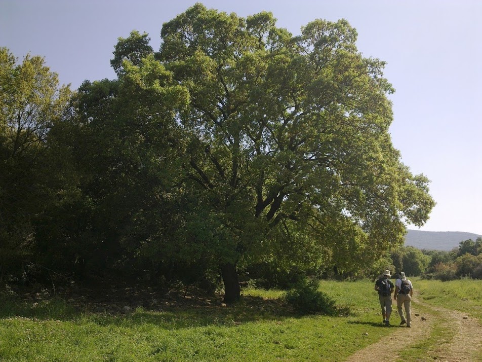 The Israel Oak Registry | International Oak Society
