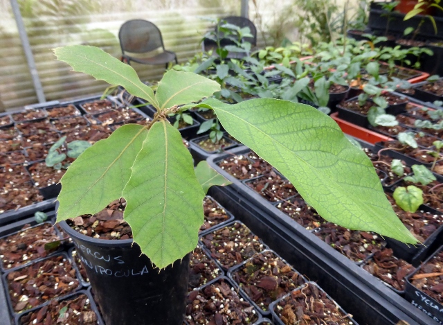 Vegetative Propagation of Oaks in Iturraran | International Oak Society