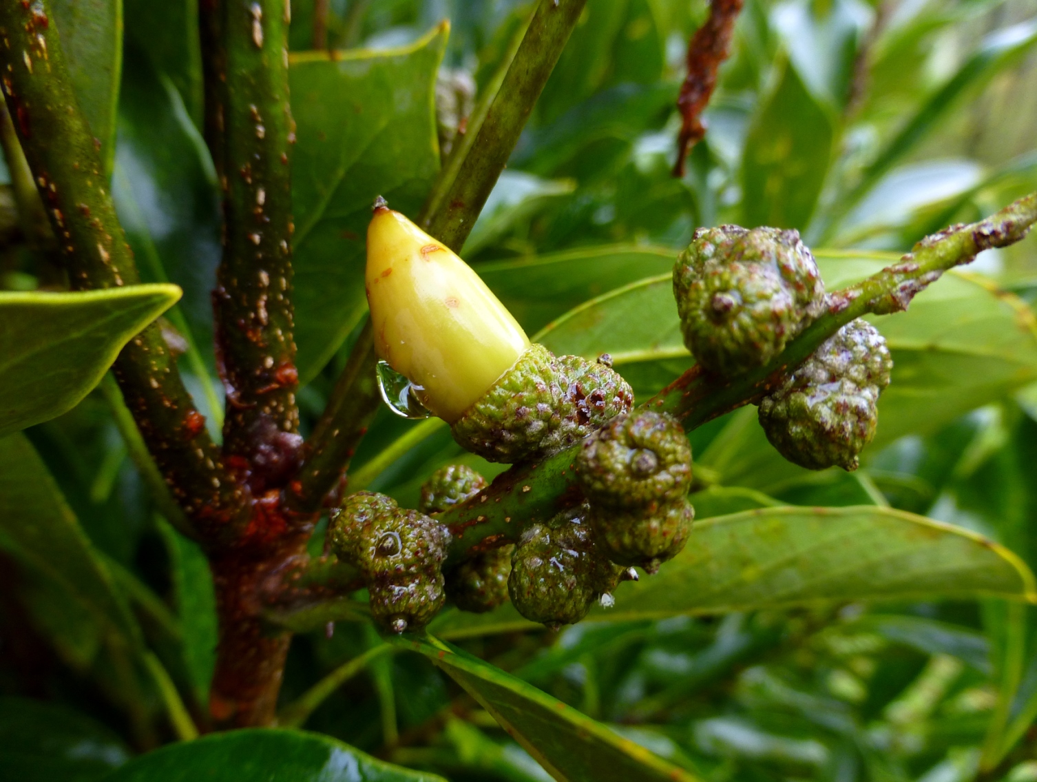 The Iturraran Botanical Garden | International Oak Society