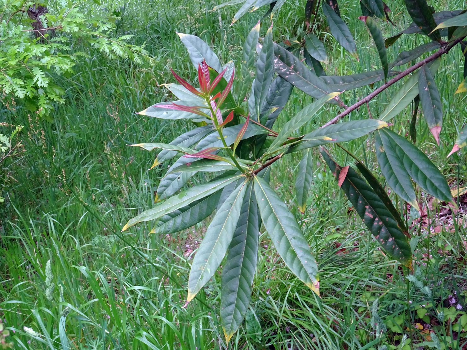The Iturraran Botanical Garden | International Oak Society
