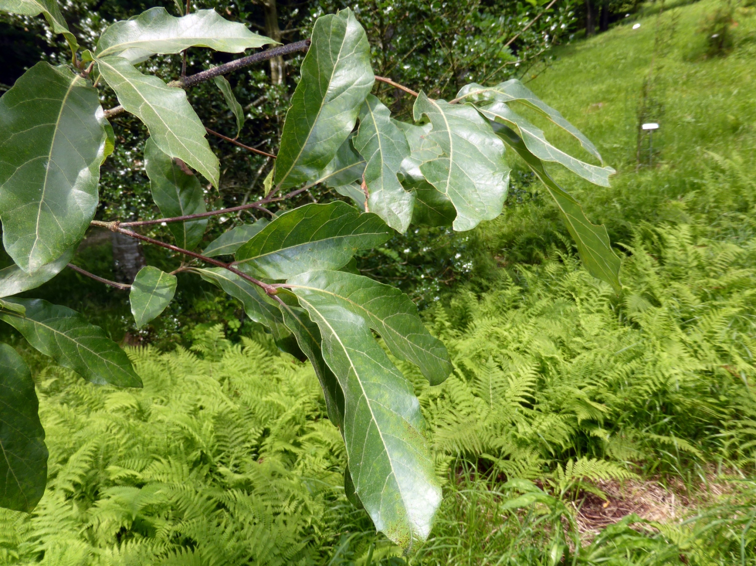 The Iturraran Botanical Garden | International Oak Society