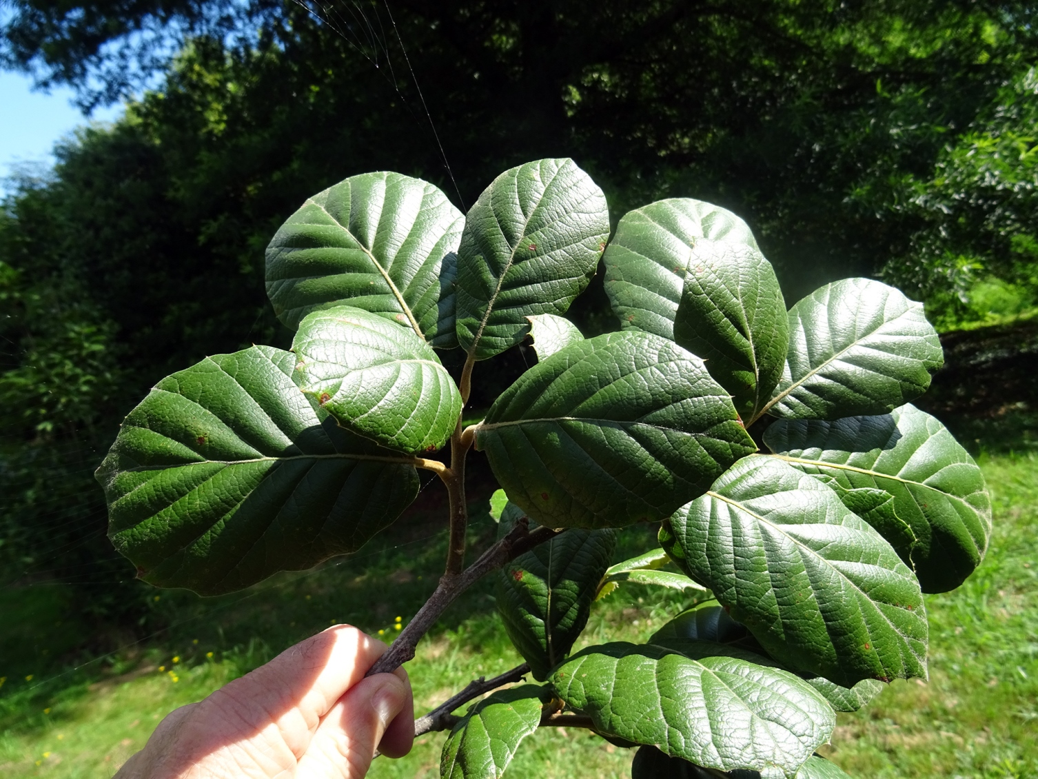 The Iturraran Botanical Garden | International Oak Society