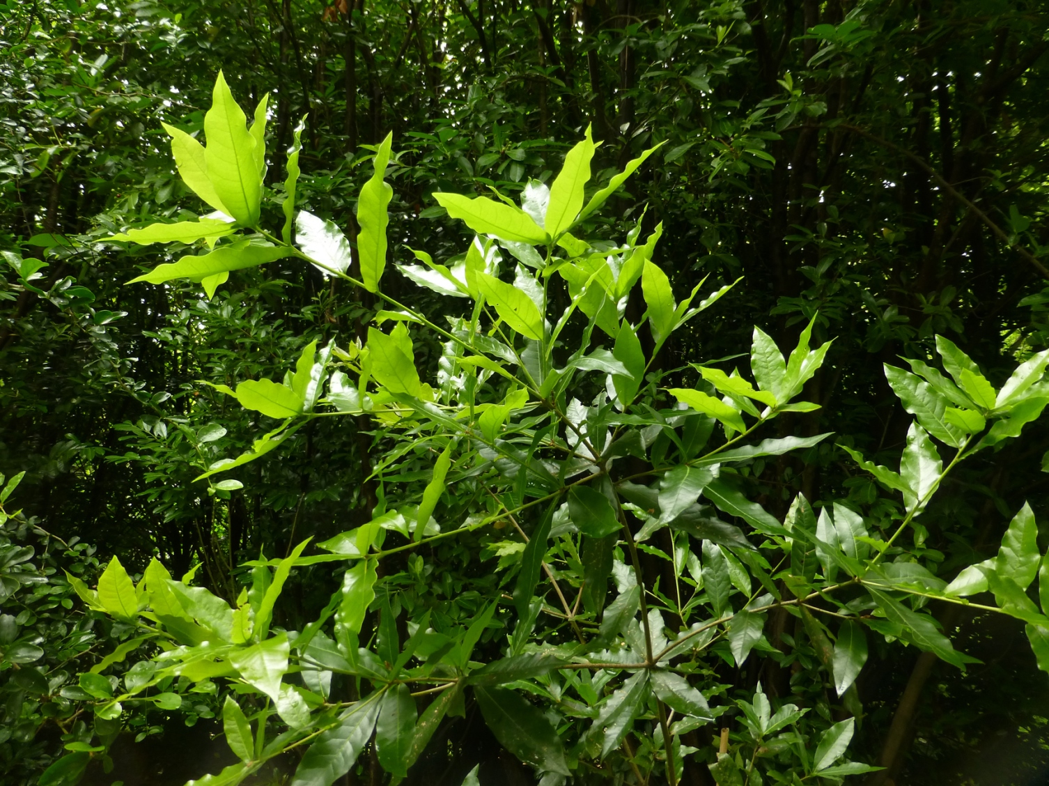 The Iturraran Botanical Garden | International Oak Society