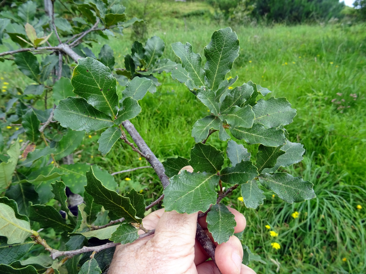 The Iturraran Botanical Garden | International Oak Society