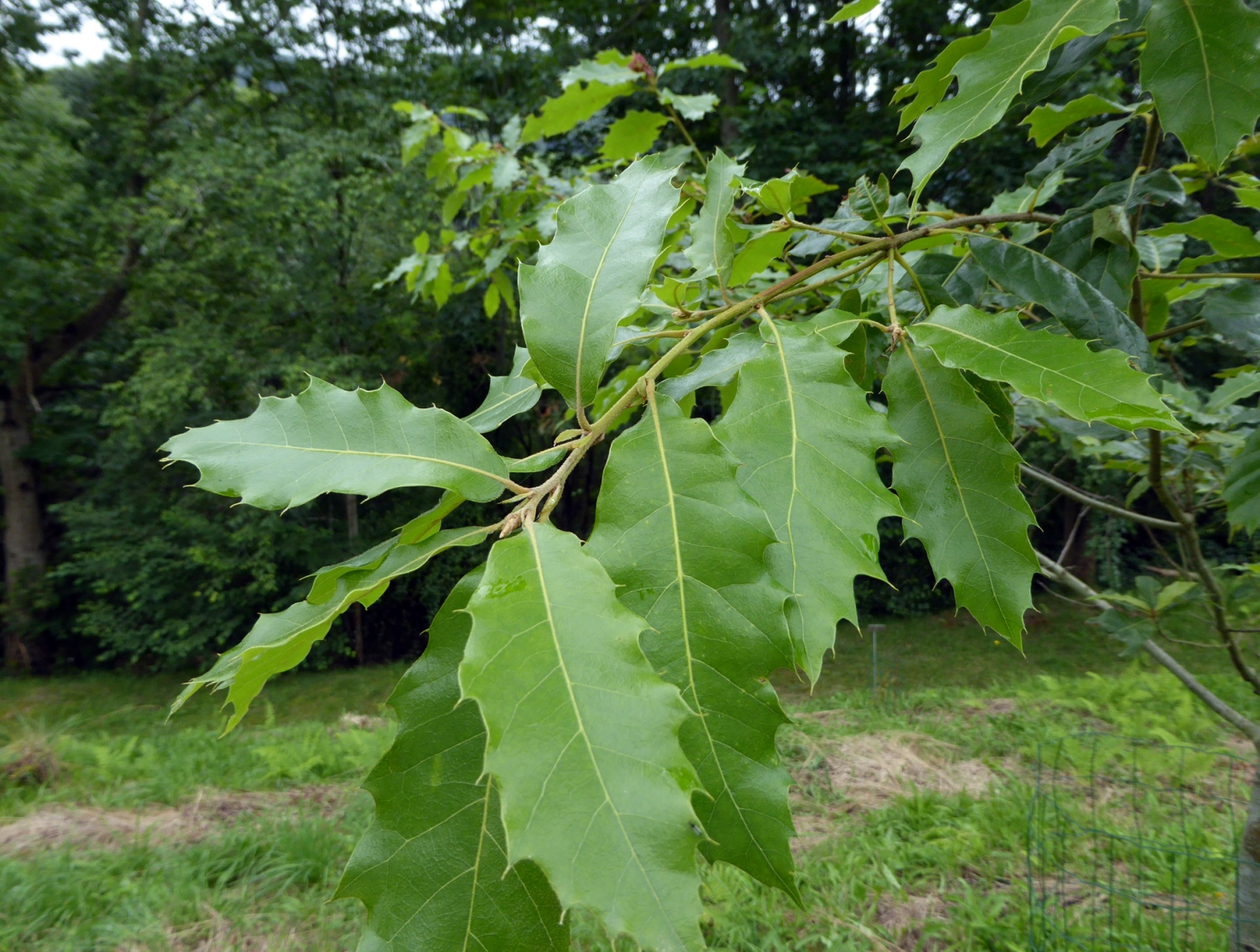 The Iturraran Botanical Garden | International Oak Society