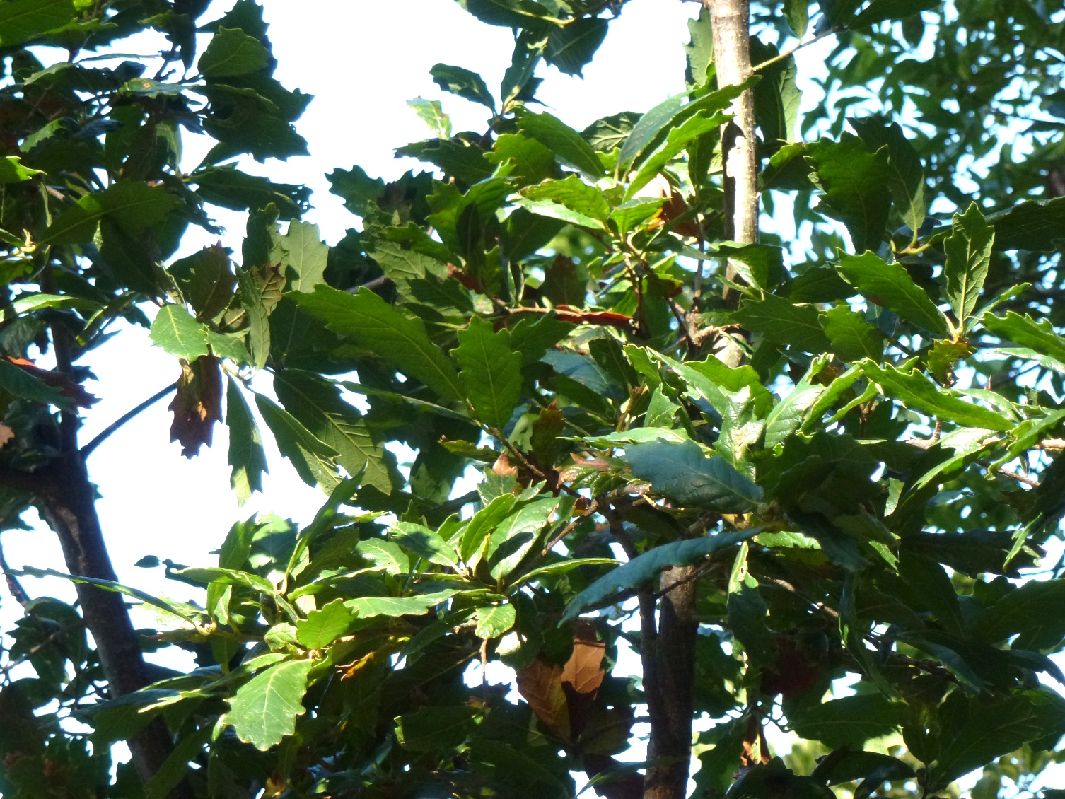 The Iturraran Botanical Garden | International Oak Society