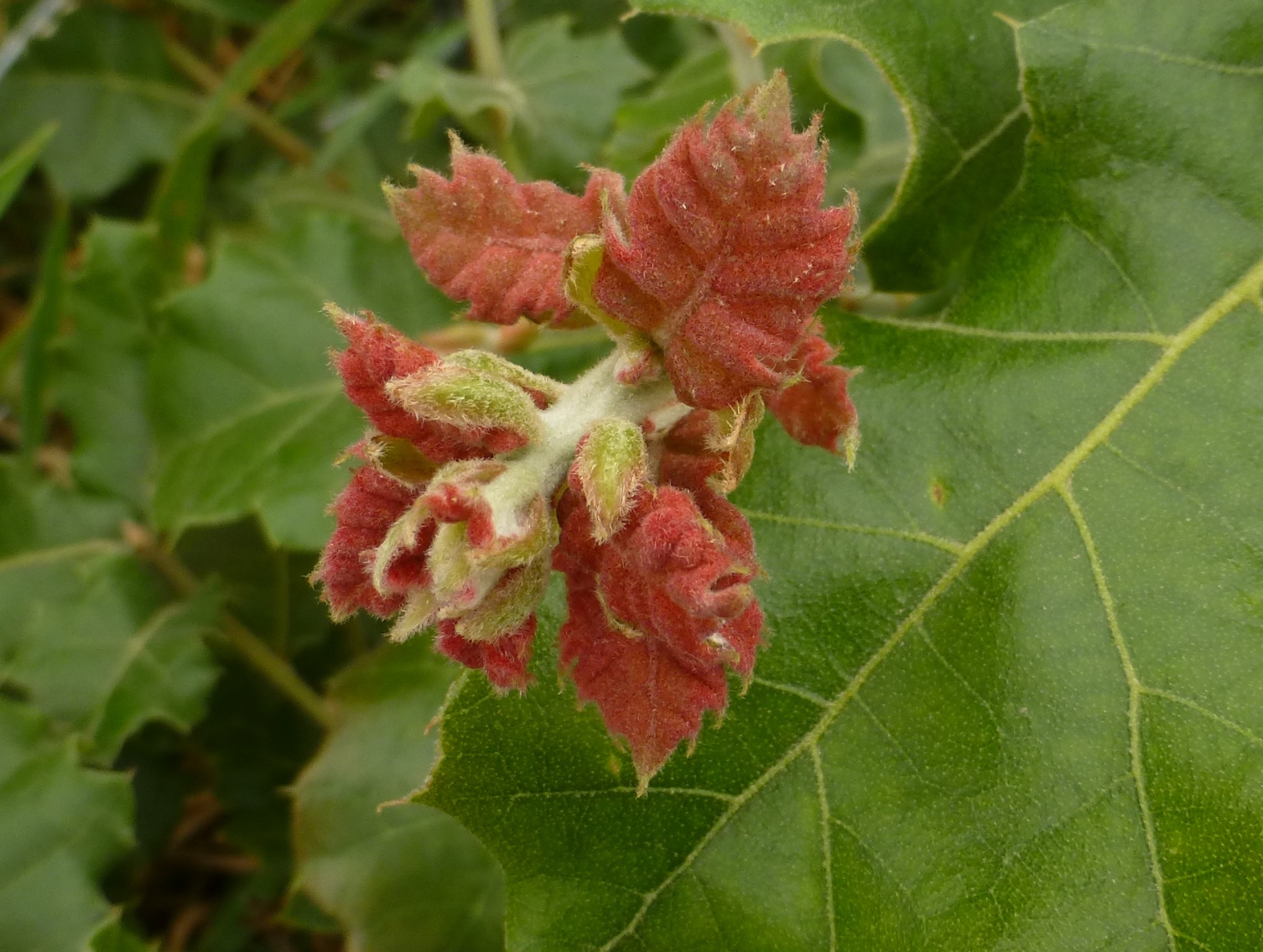 The Iturraran Botanical Garden | International Oak Society