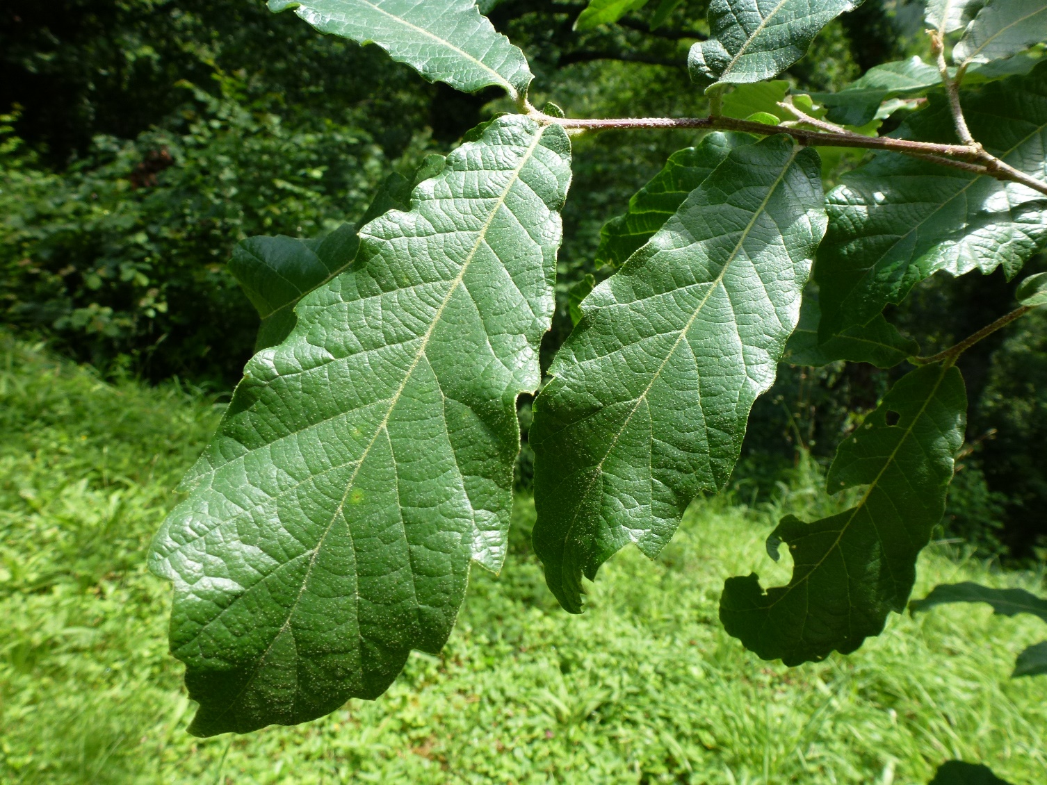 The Iturraran Botanical Garden | International Oak Society