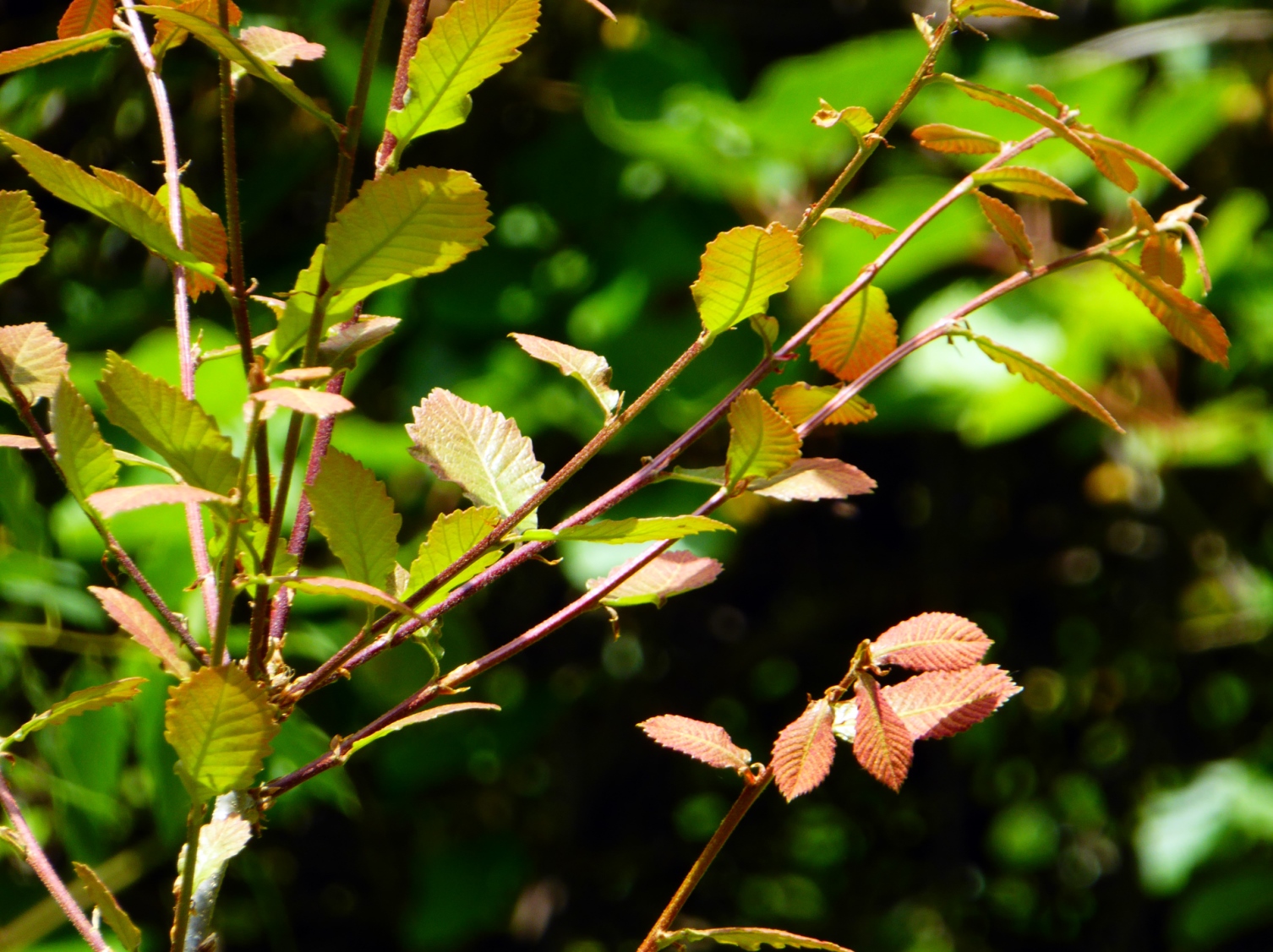 The Iturraran Botanical Garden | International Oak Society