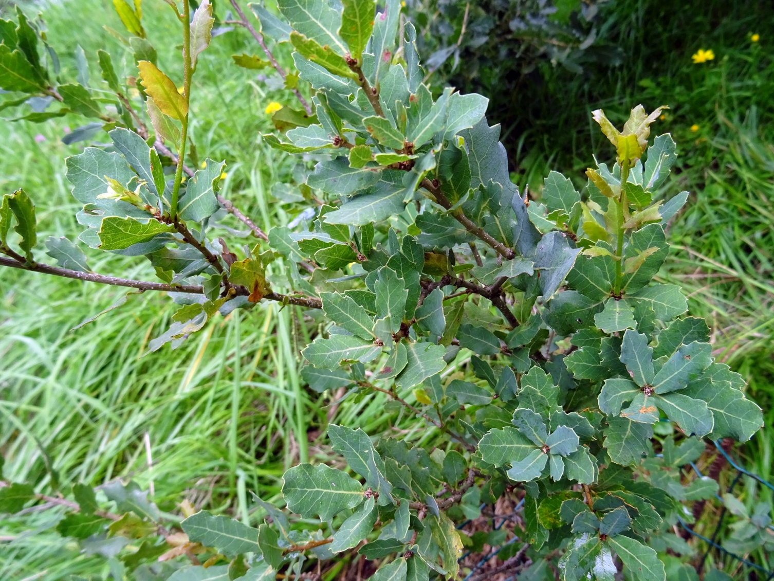 The Iturraran Botanical Garden | International Oak Society