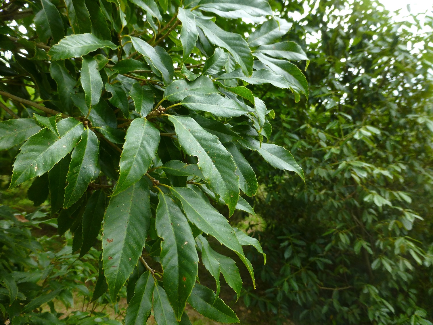 The Iturraran Botanical Garden | International Oak Society