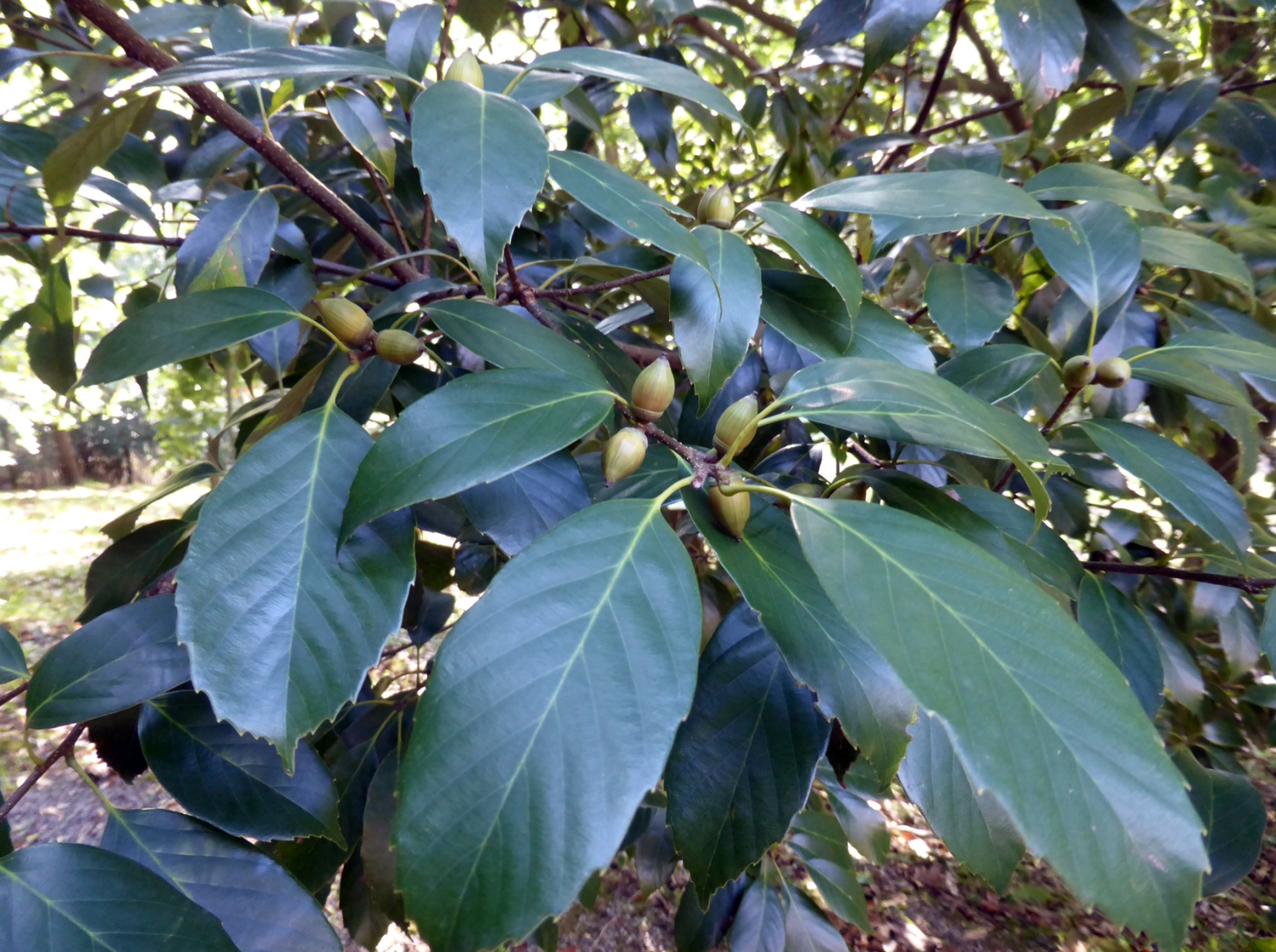 The Iturraran Botanical Garden | International Oak Society