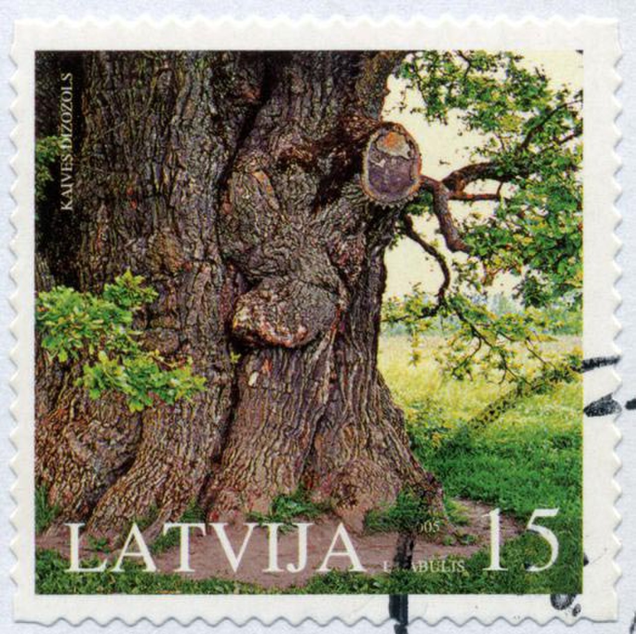 The Kaive Oak | International Oak Society