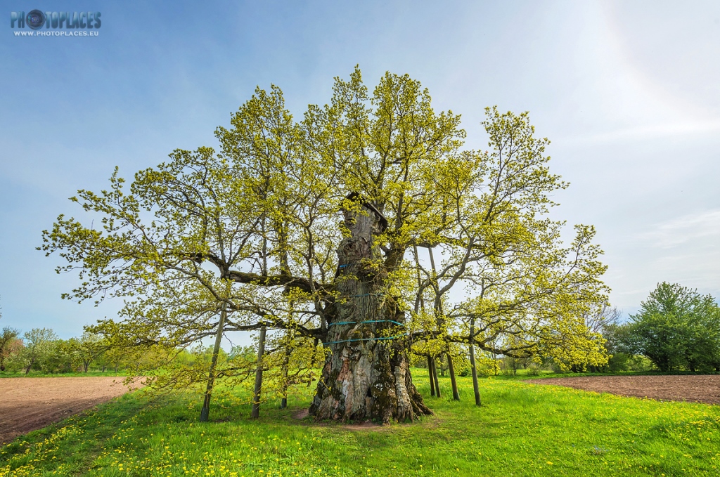 The Kaive Oak | International Oak Society