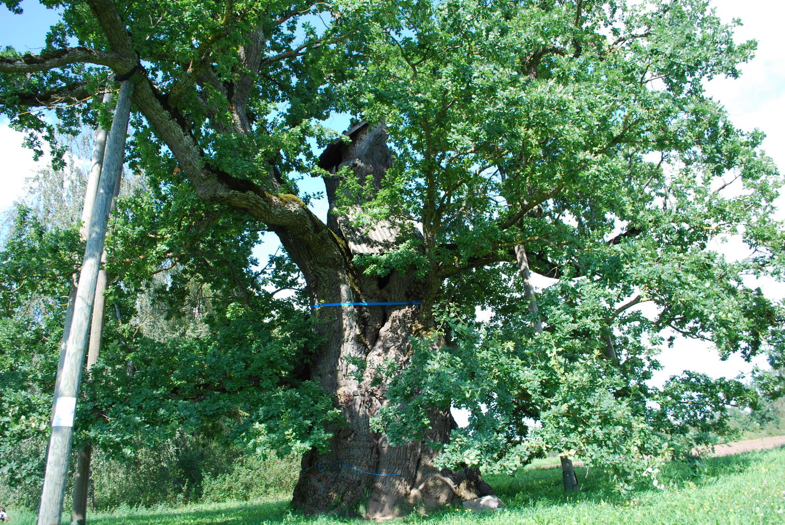 The Kaive Oak | International Oak Society