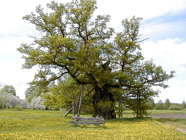 The Kaive Oak | International Oak Society