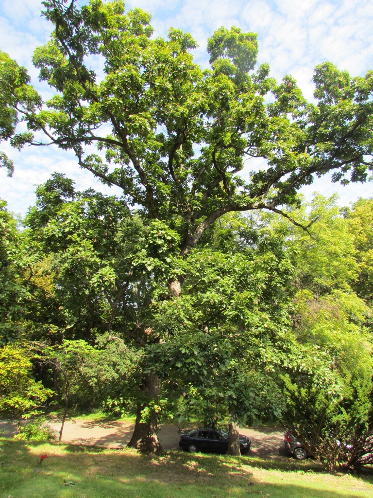Kansas City, Missouri’s Legacy Tree Program | International Oak Society