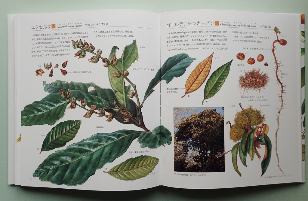 Book Review: Illustrated Flora of Fagaceae Trees of the World ...