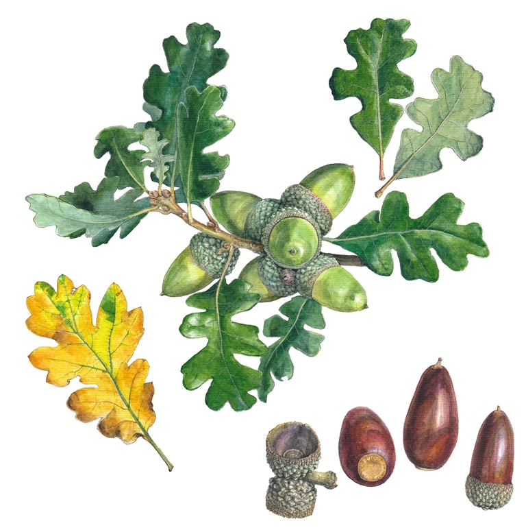 My Second Book | International Oak Society