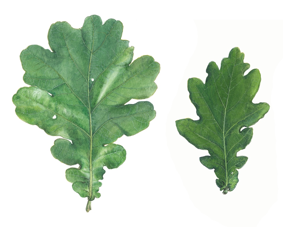 My Second Book | International Oak Society