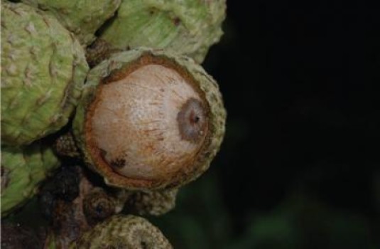 A new species of Stone Oak from Thailand | International Oak Society