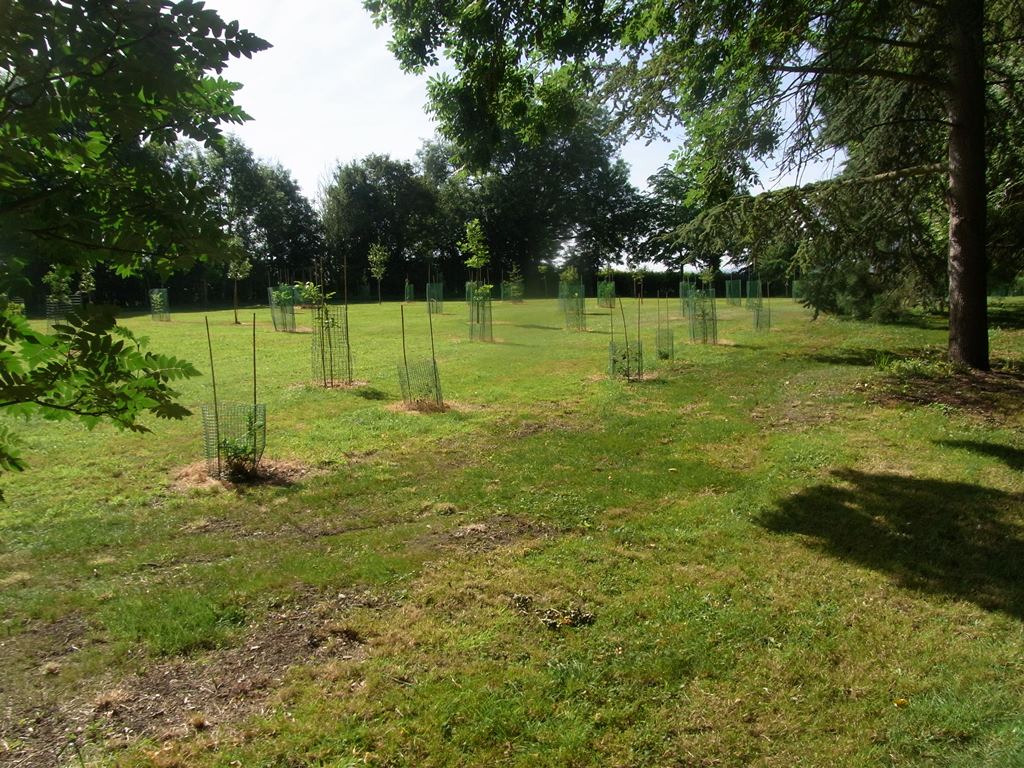The Quercetum at Mallet Court: One Year On | International Oak Society
