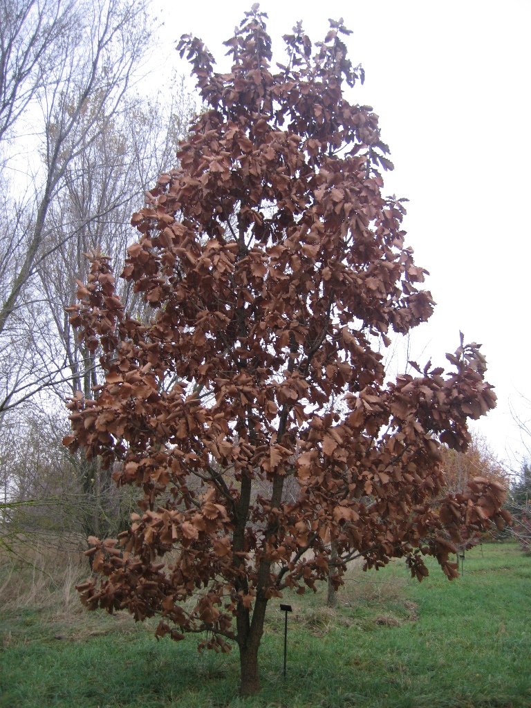 When Oak Leaves Fail to Fall | International Oak Society