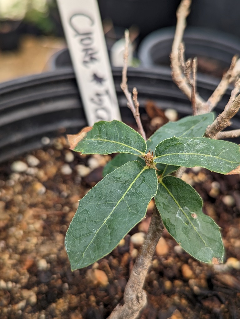 Finding His Roots: Michael Eason's Journey in Conservation ...