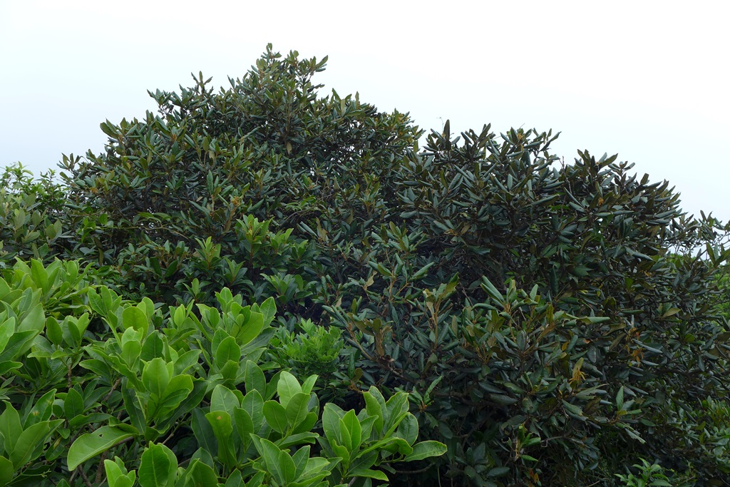 Climate Change Will Severely Impact the Evergreen Oaks in East Asian ...