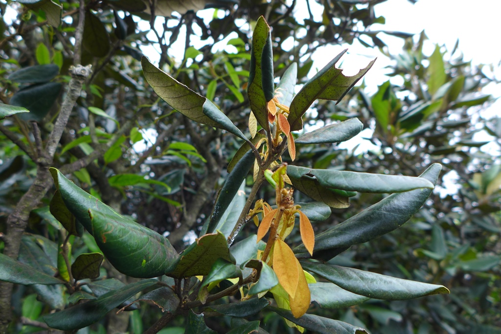 Climate Change Will Severely Impact the Evergreen Oaks in East Asian ...