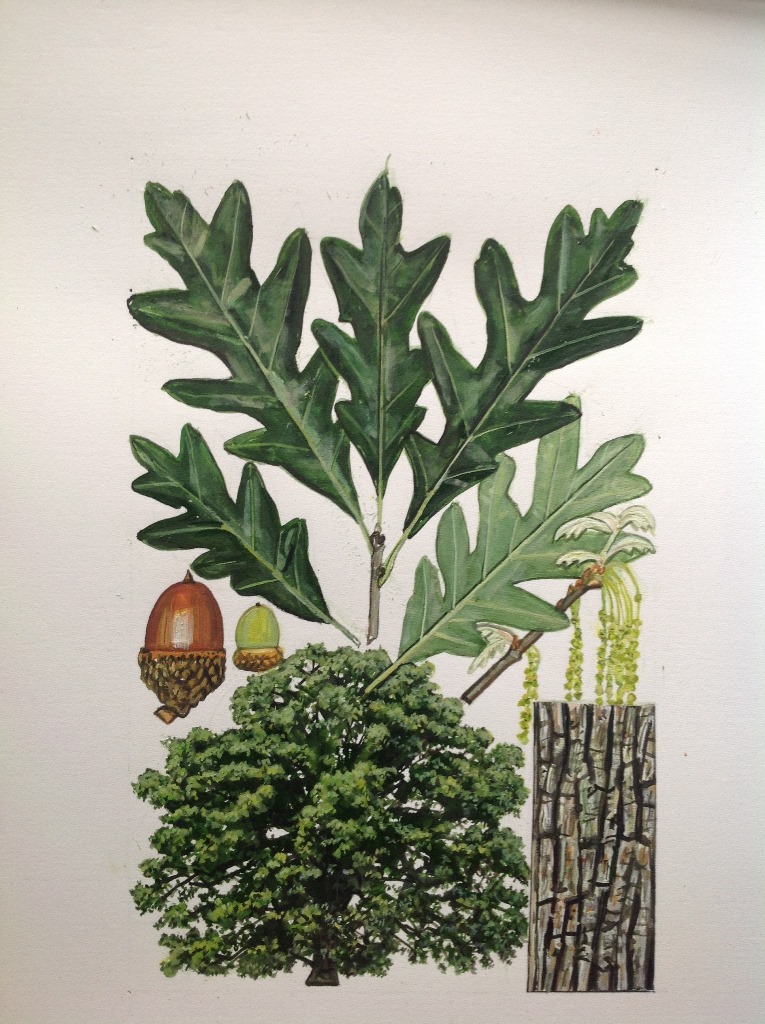 Illustrated Oaks of the World | International Oak Society