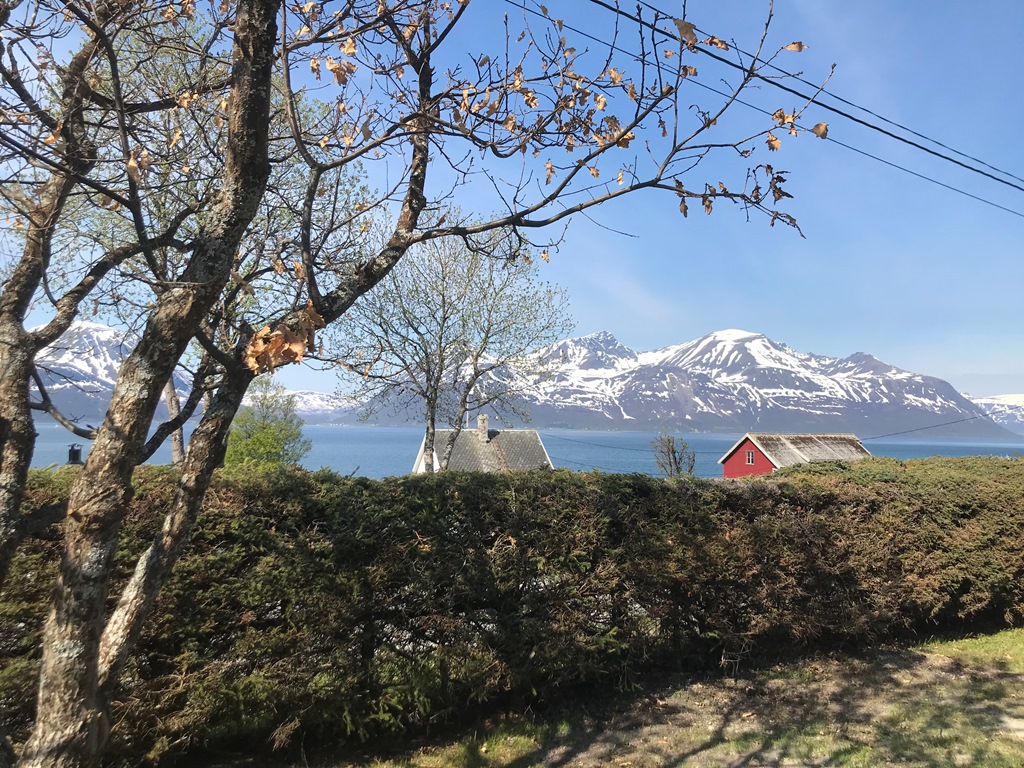 (Even More) Northernmost Oaks! | International Oak Society