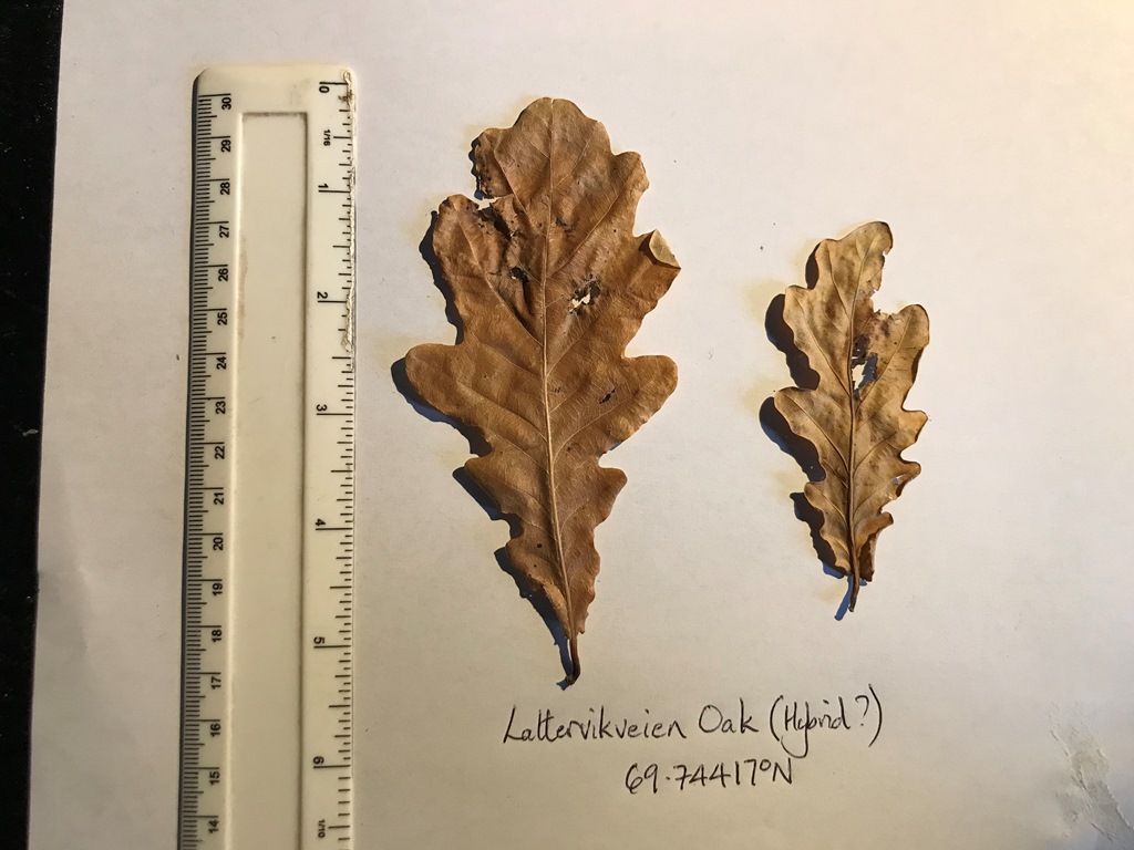 (Even More) Northernmost Oaks! | International Oak Society