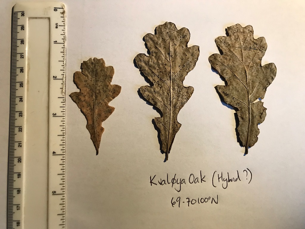 (Even More) Northernmost Oaks! | International Oak Society