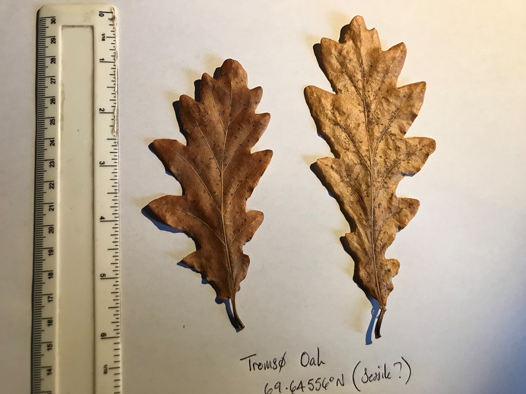 (Even More) Northernmost Oaks! | International Oak Society