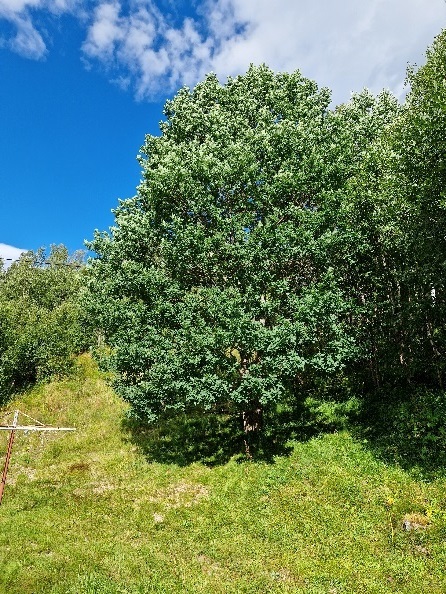 The World’s Northernmost Oak? | International Oak Society
